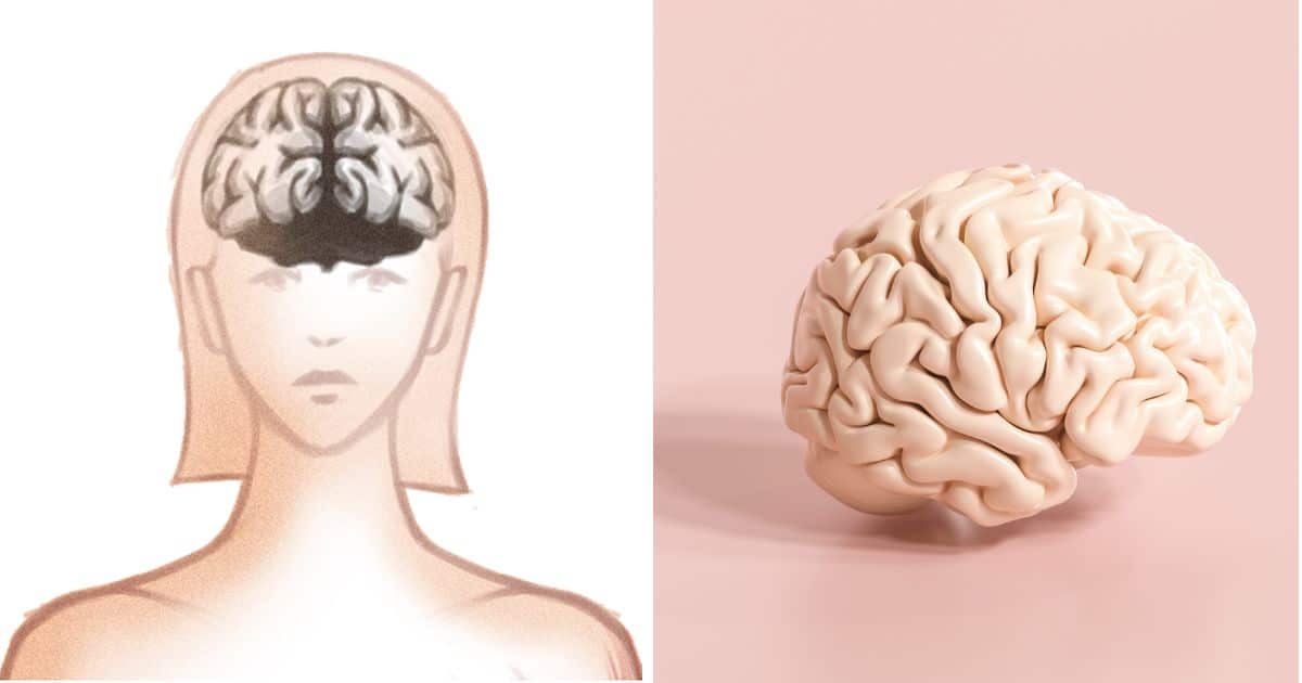 Your Brain On Paleo | Paleo Leap