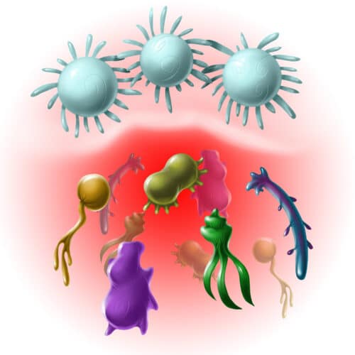 The Importance of Gut Flora for your Immune System | Paleo Leap