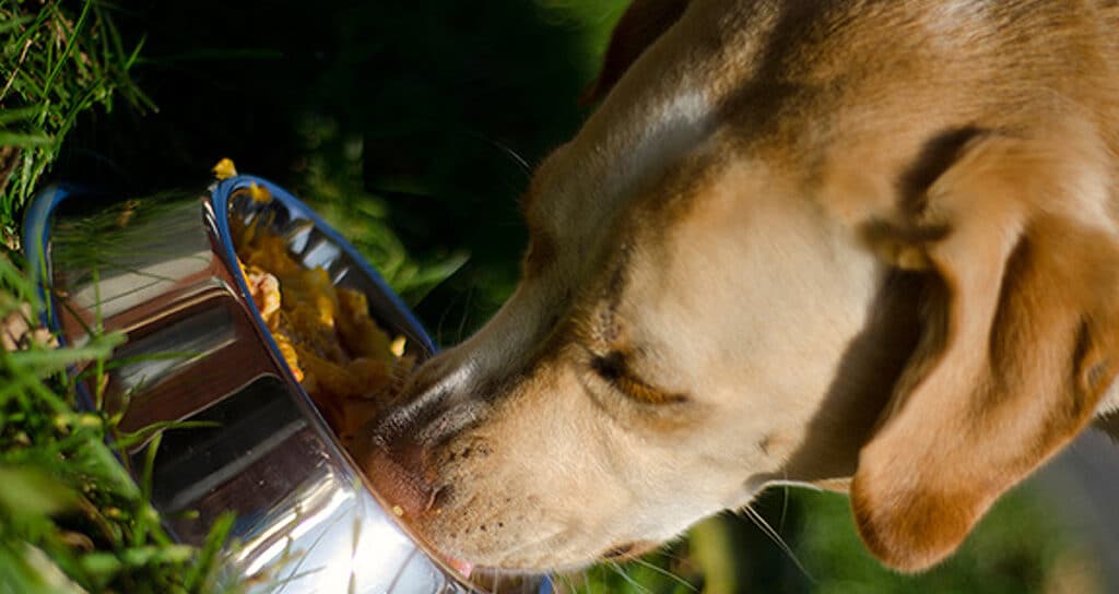 Fluffy Goes Paleo: Pets and the Paleo Lifestyle | Paleo Leap