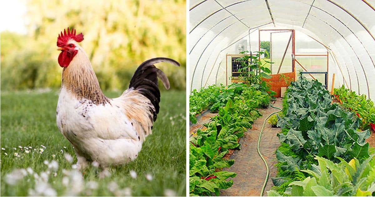 "This Is the Smell": Lessons from an Organic Farm | Paleo Leap