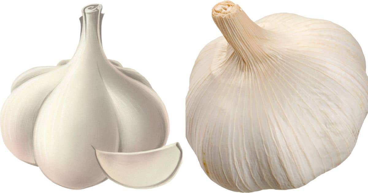 All About Garlic | Paleo Leap