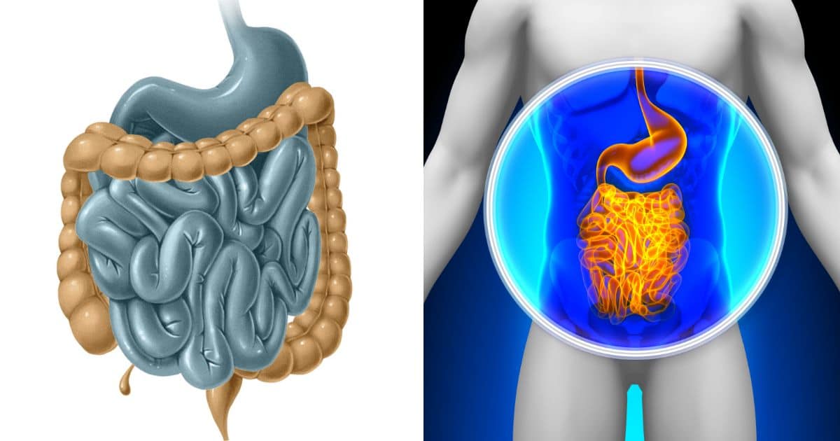 5 Simple Ways to Support Your Gut Flora | Paleo Leap