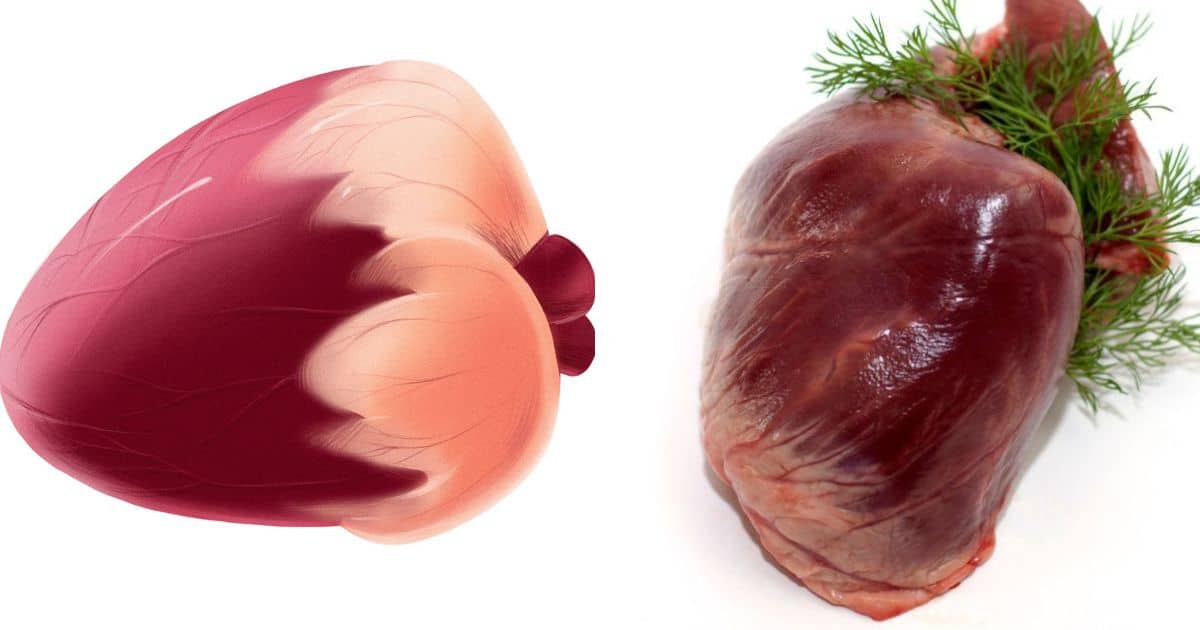 Paleo Foods: Heart | Paleo Leap