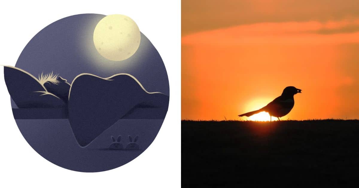 Early Bird or Night Owl? How Chronotype Affects your Health